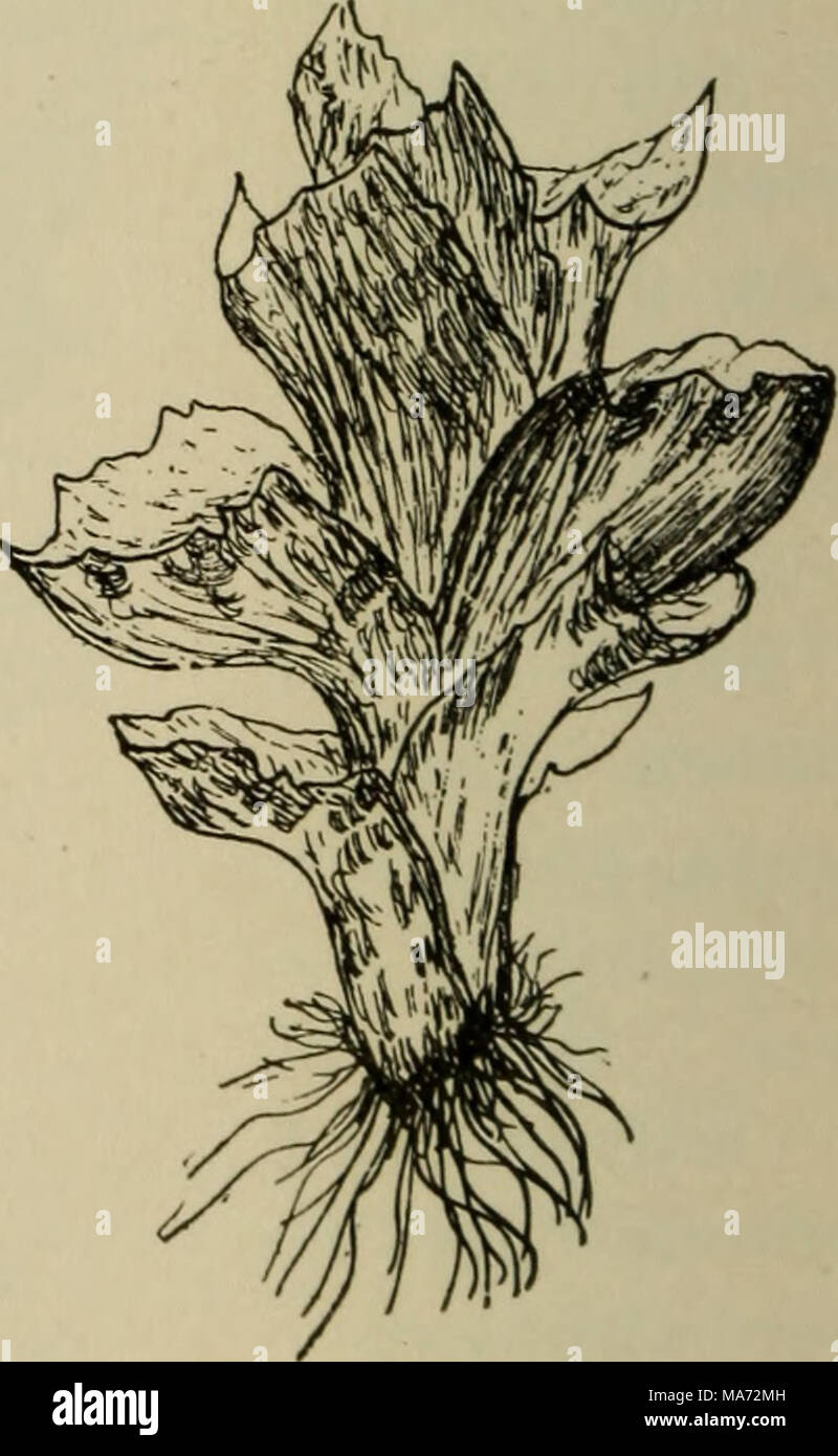 . Elementary botany . Fig. 191. Foliose liverwort, female plant with ...