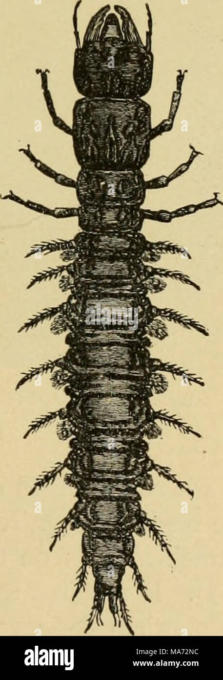 . Elementary entomology . Fig. 113. The adult male dobson-fly and its ...