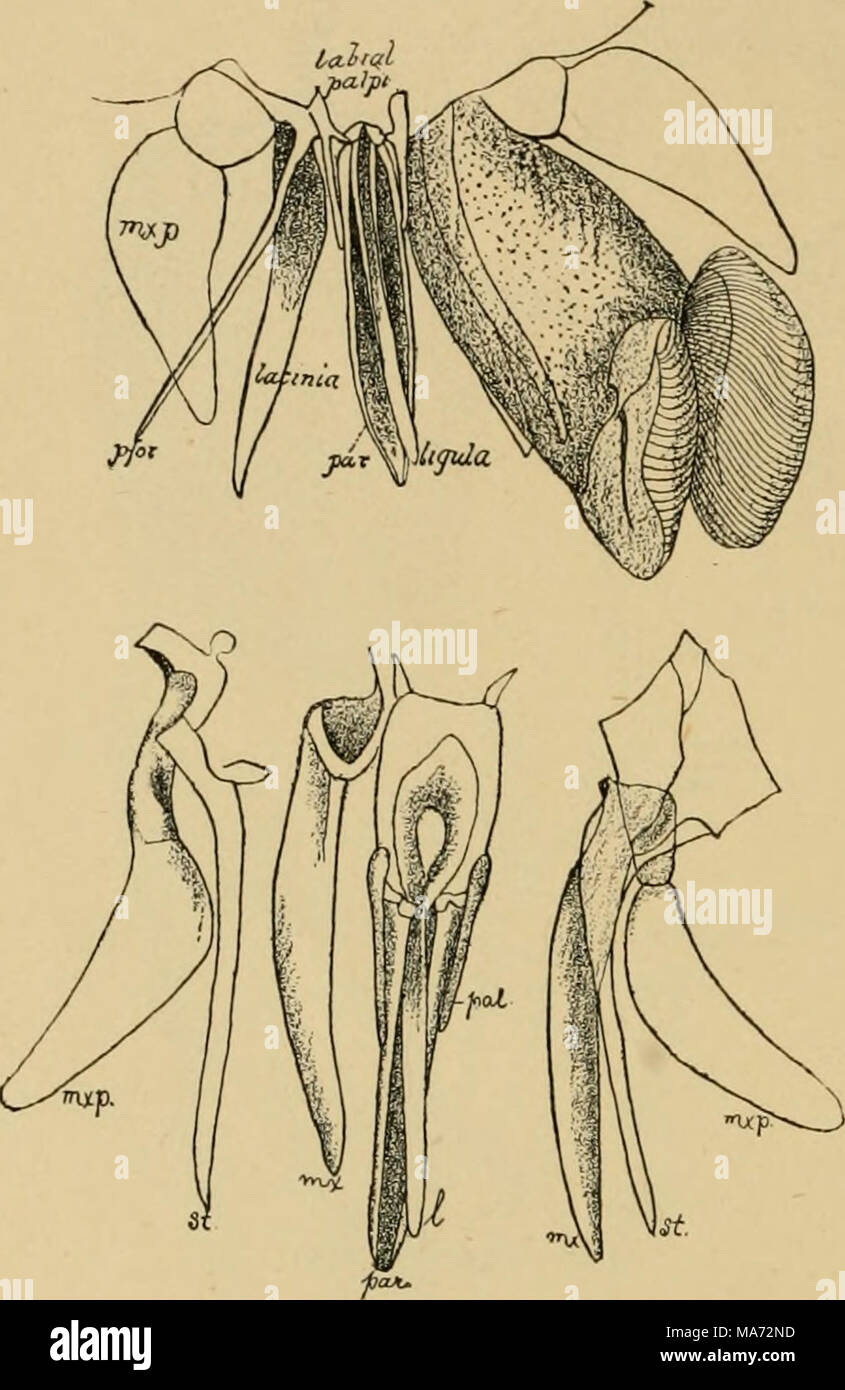 . Elementary entomology . Fig. 20. Mouth-parts of horse-fly {Tabanus ...