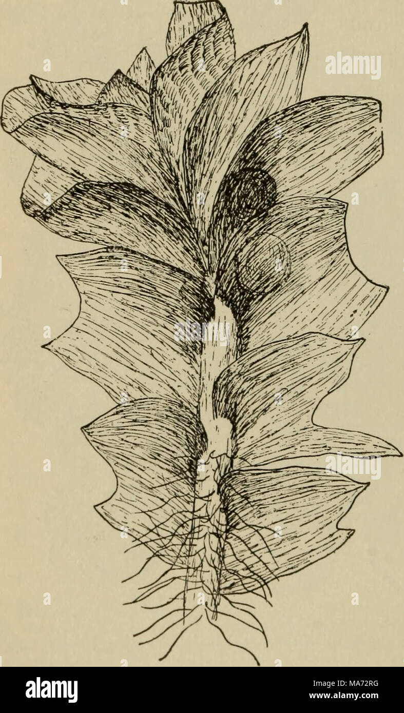 Axils of the leaves hi-res stock photography and images - Alamy