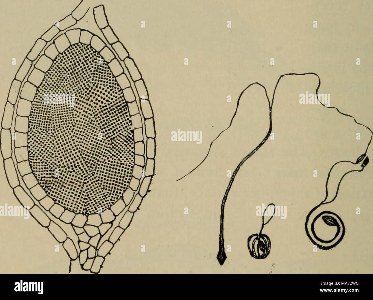 . Elementary botany . Fig. 178. Section of antheridium of mar- chantia ...