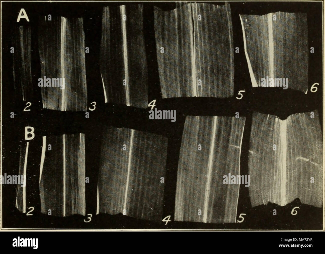 . The effects of artificial shading on plant growth in Louisiana . Fig ...