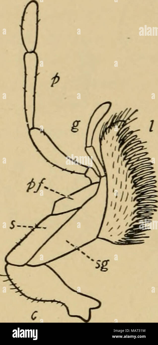 . Elementary entomology . FiG. 13. Maxilla of a ground beetle {Harpa ...