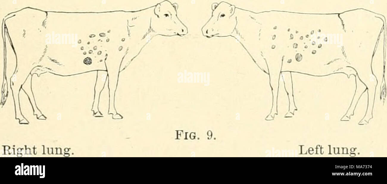 . The effect of tuberculosis vaccination upon cattle infected with ...