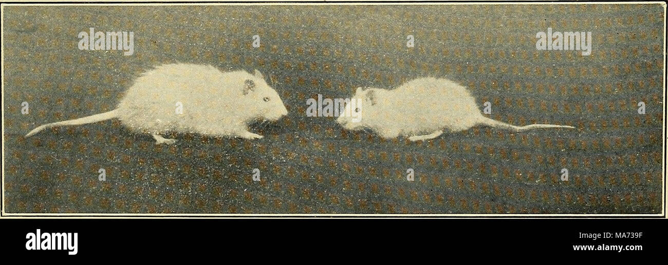 . The effect of a strictly vegetable diet on the spontaneous activity ...