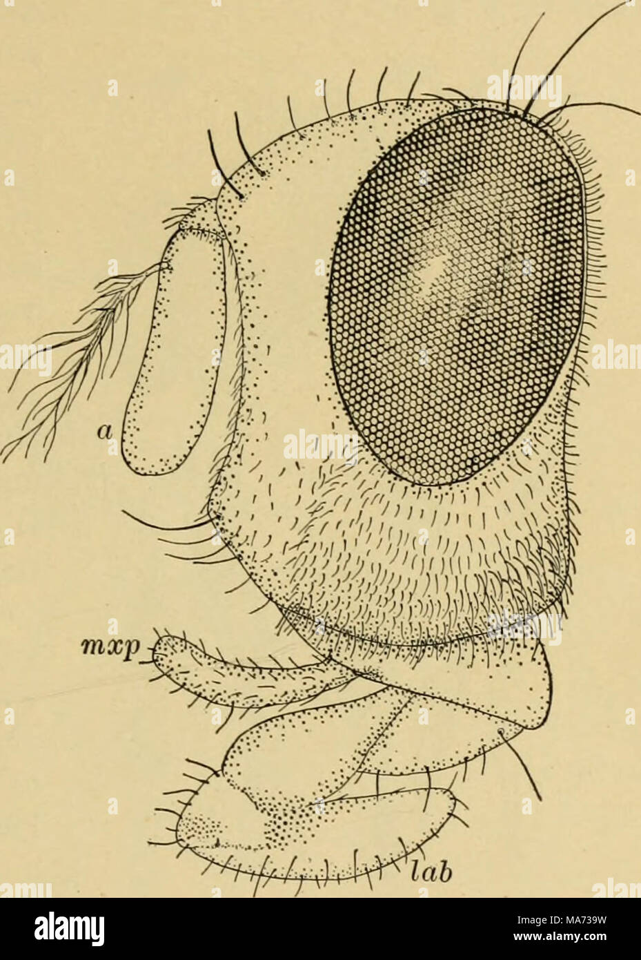 . Elementary entomology . Fig. 19. Side view of head of a fly (7 ...