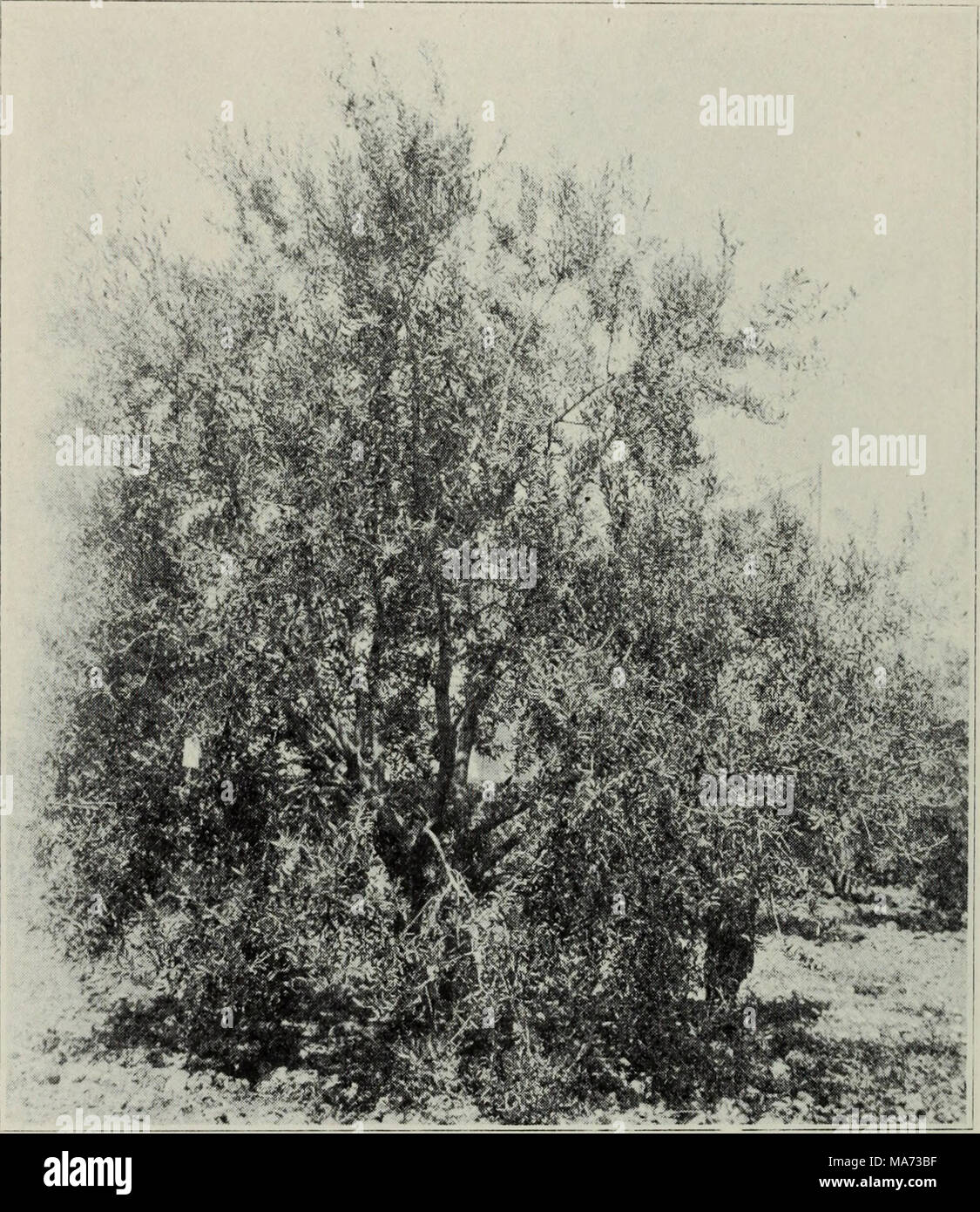 . The effect of pruning in the training of young olive trees . Fig. 5 ...