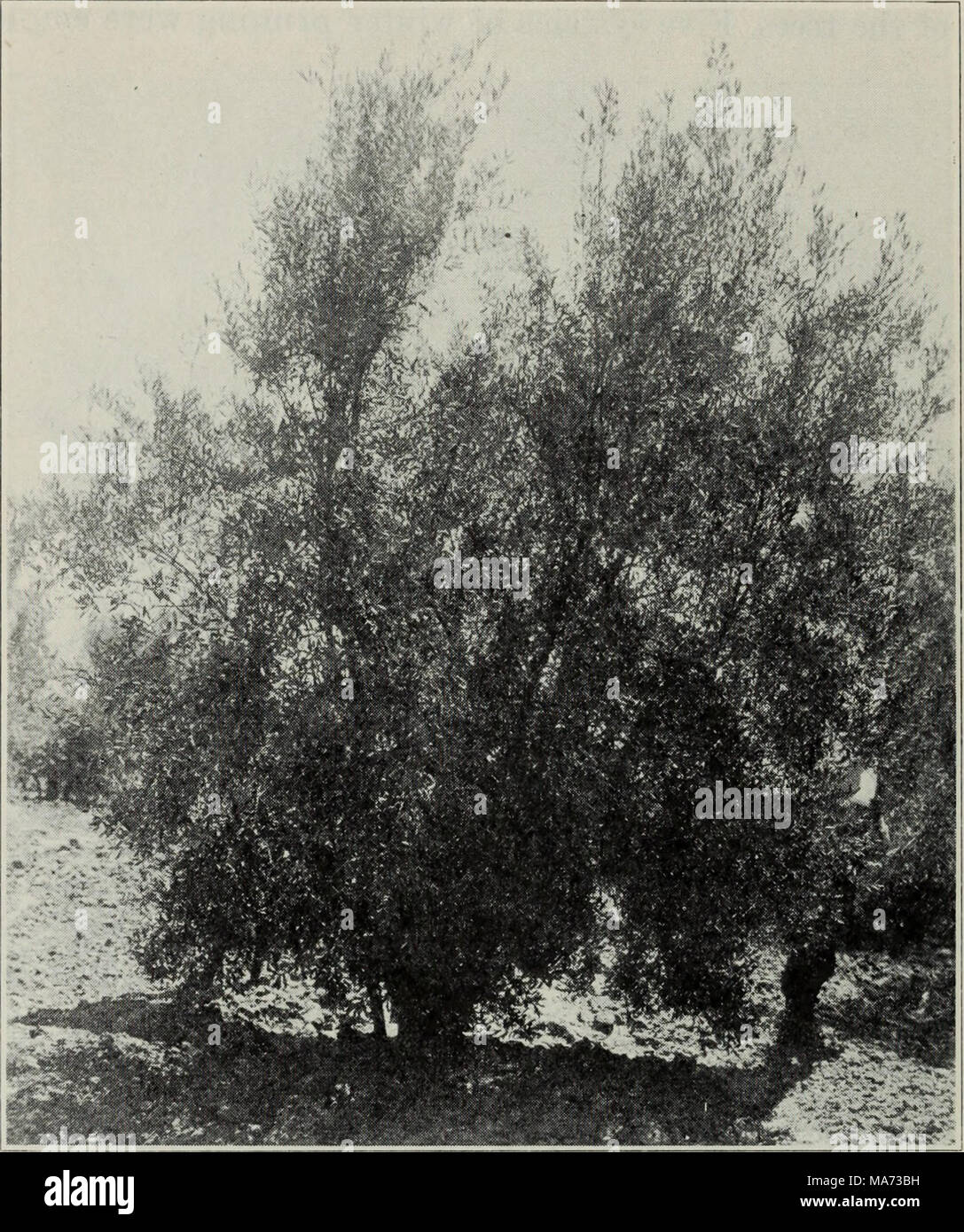 Old shaped olive tree hi-res stock photography and images - Alamy