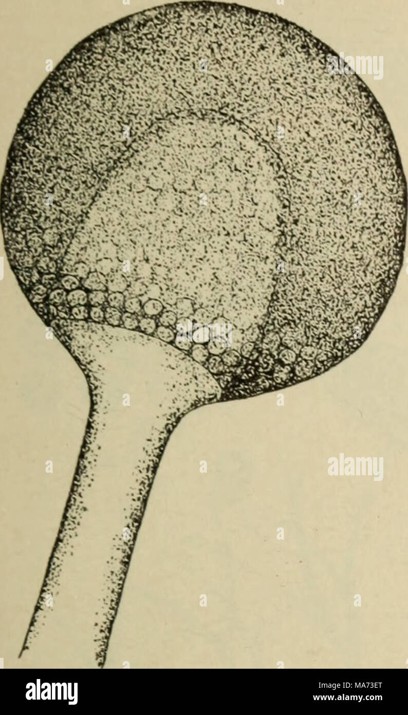 . Elementary botany Stock Photo - Alamy