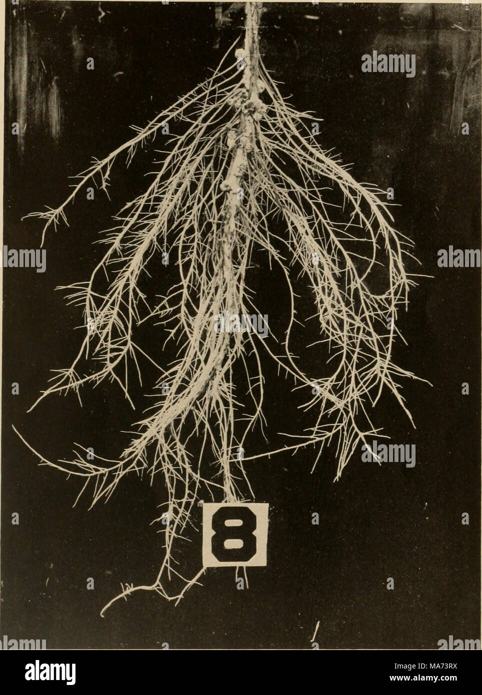. Effect of different reactions on the growth and nodule formation of ...