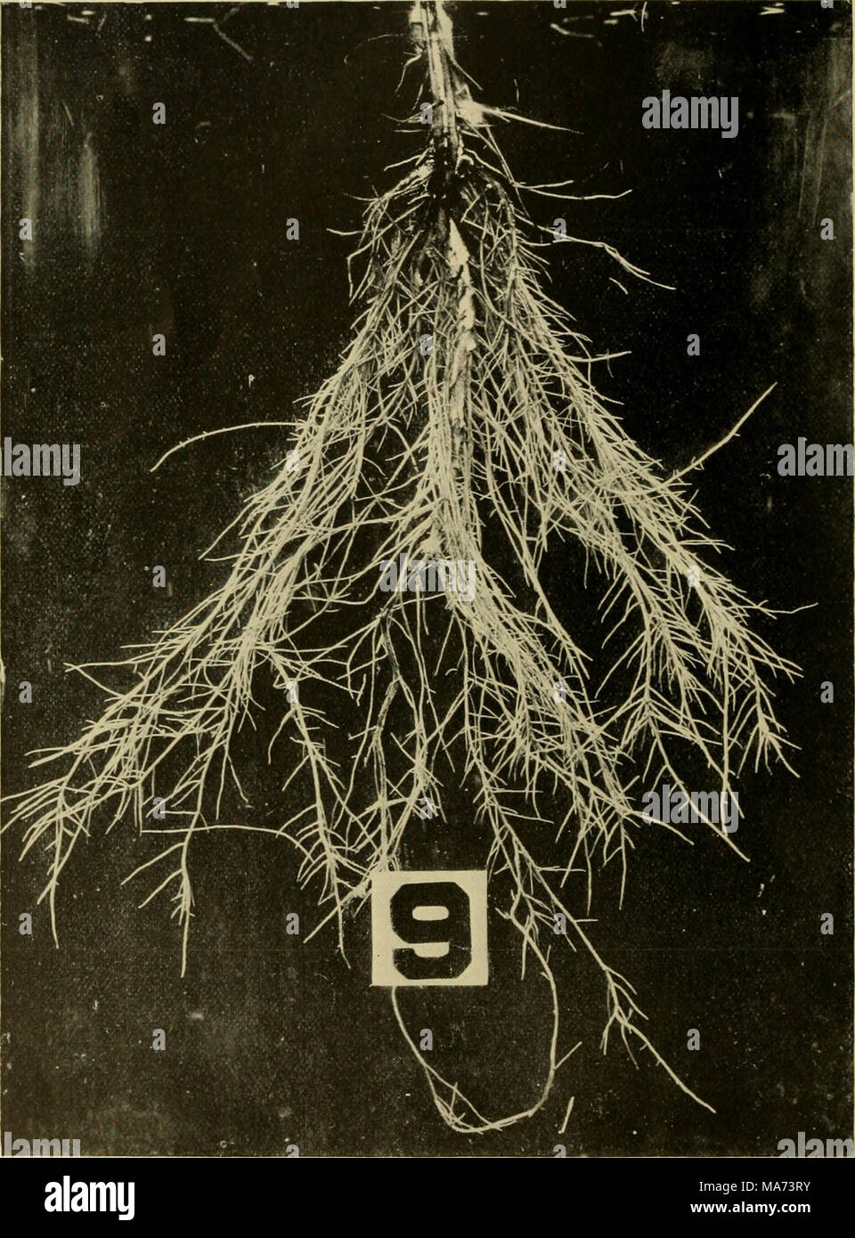 . Effect of different reactions on the growth and nodule formation of ...