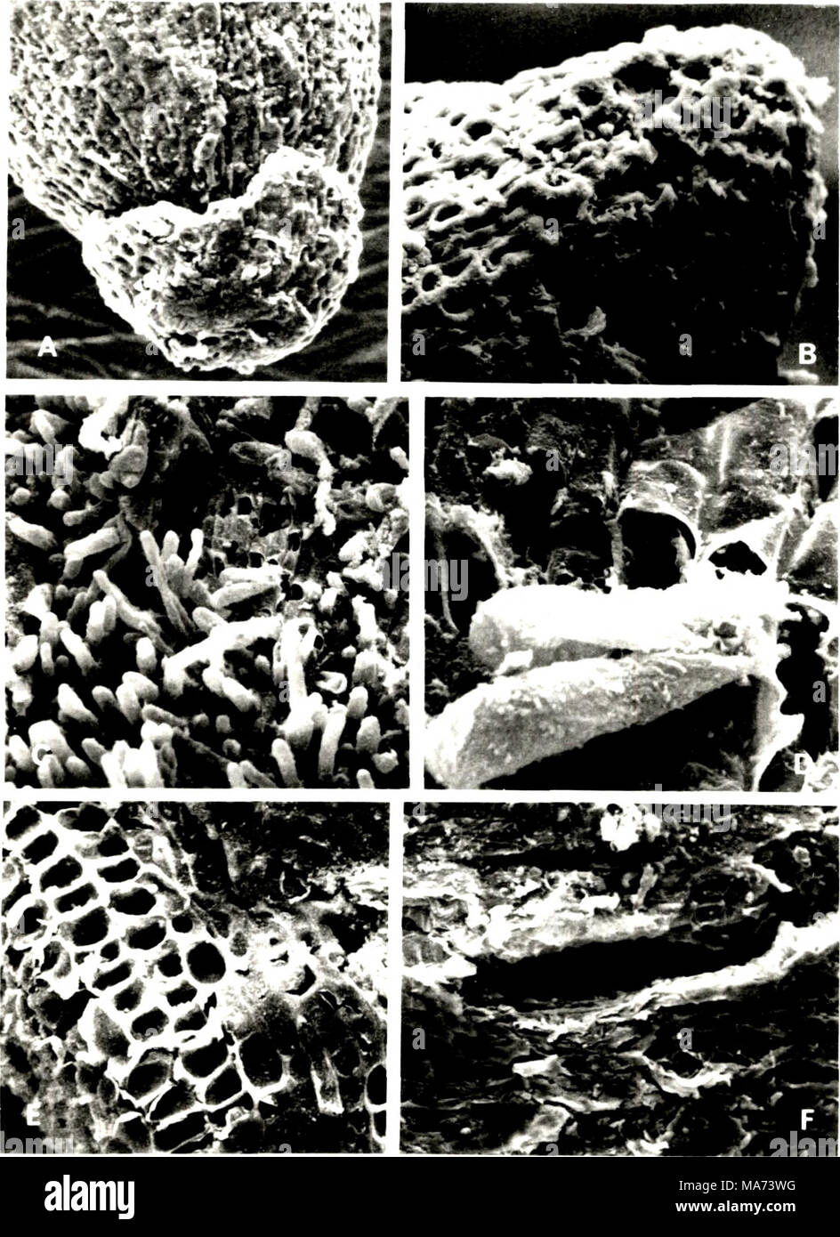 . Effect of depth of rooting on citrus root structure and water ...