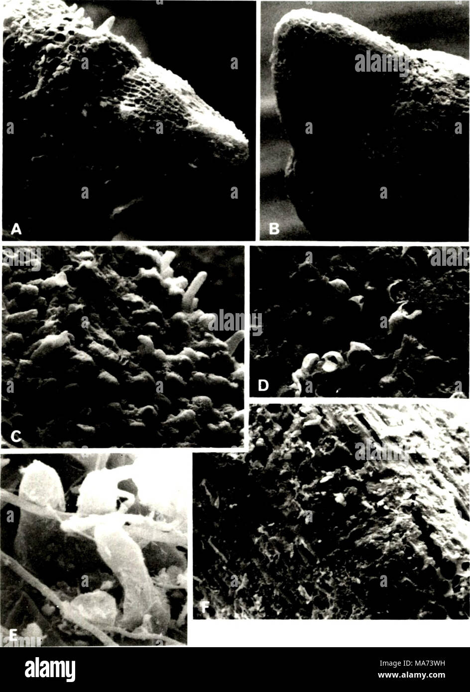 . Effect of depth of rooting on citrus root structure and water ...