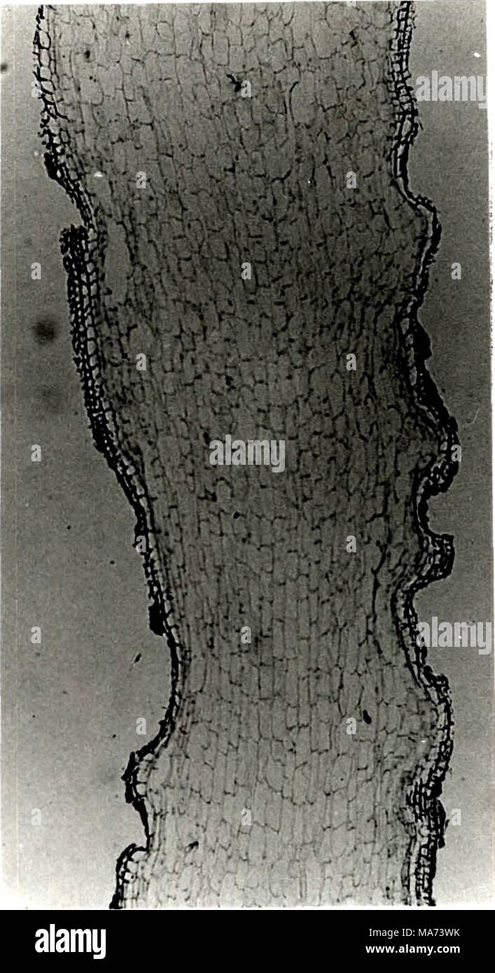 . Effect of depth of rooting on citrus root structure and water ...