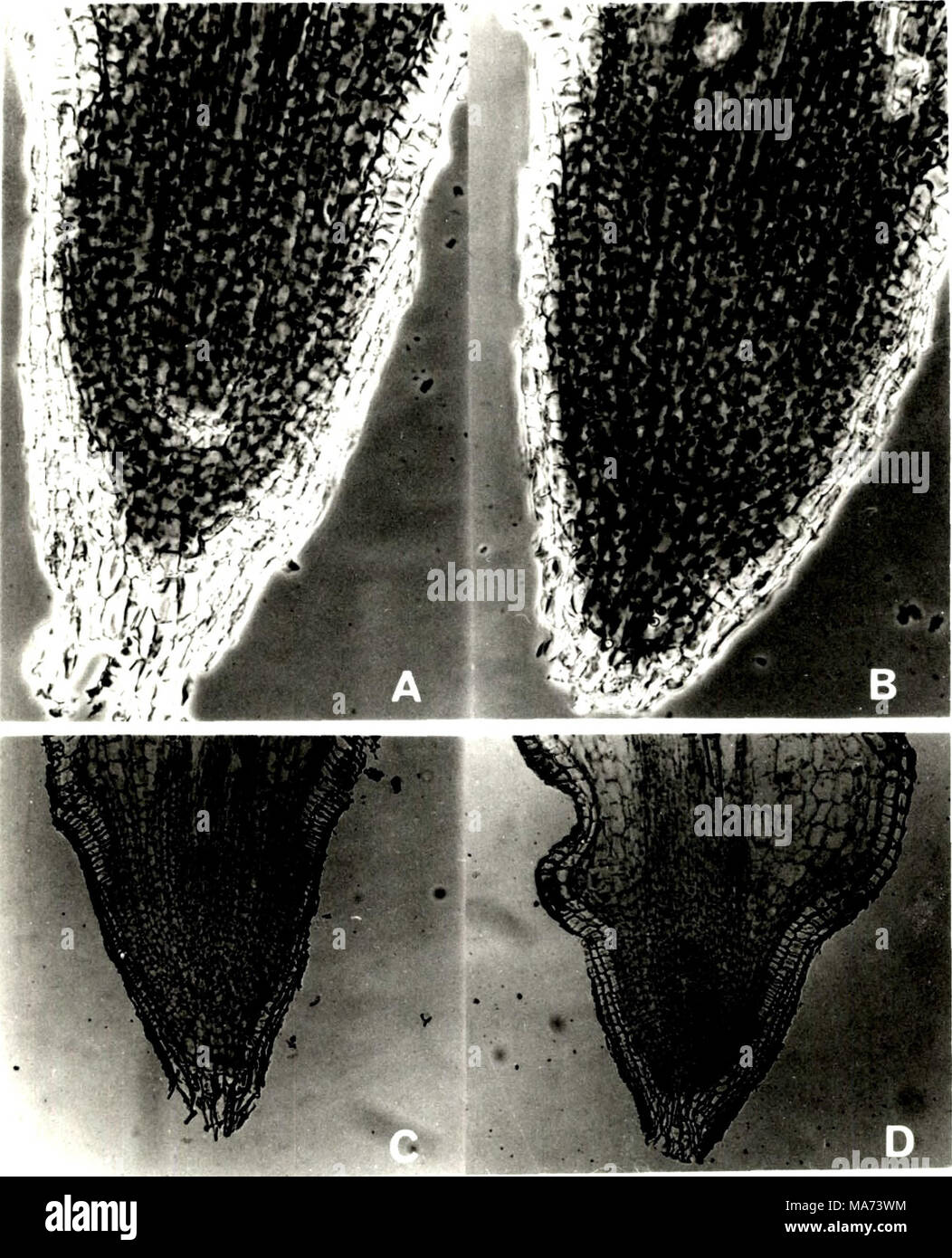 . Effect of depth of rooting on citrus root structure and water ...