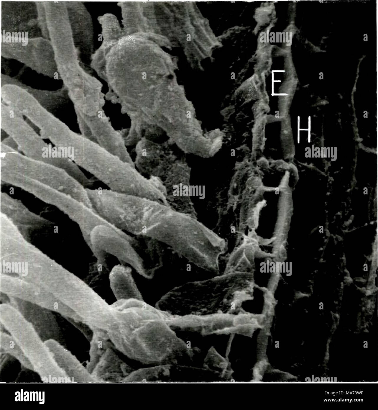. Effect of depth of rooting on citrus root structure and water ...