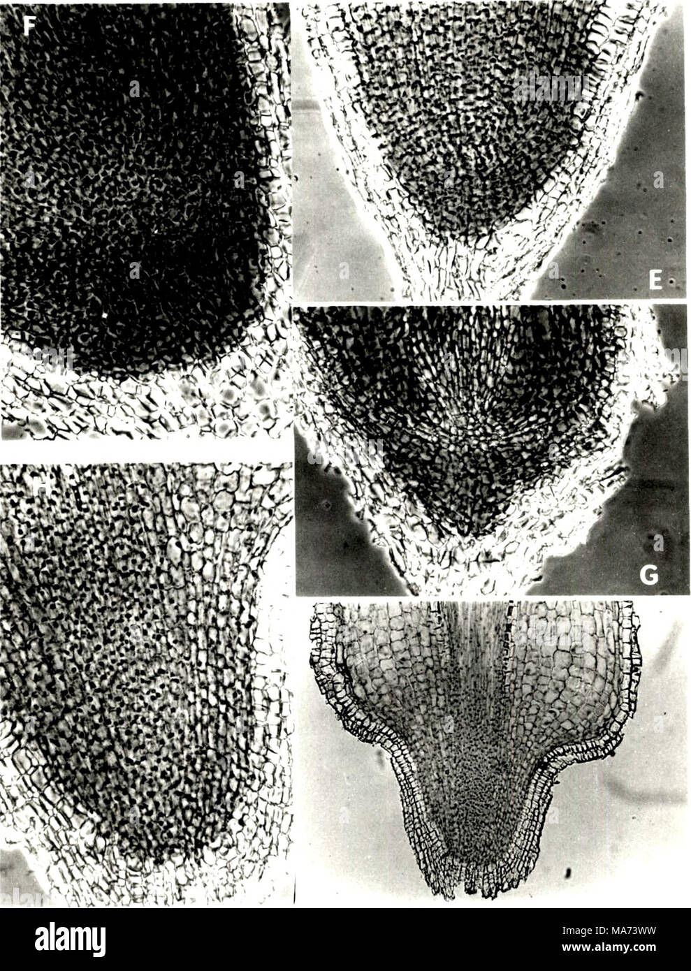 . Effect of depth of rooting on citrus root structure and water ...