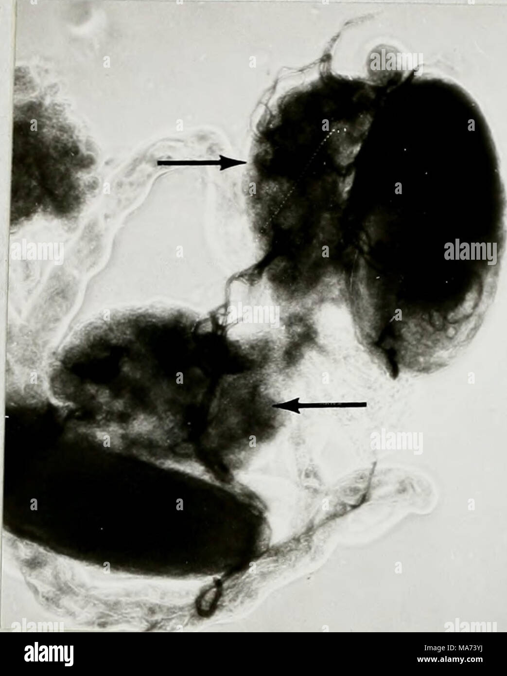 . Effect of cobalt 60 gamma rays on the biology of the eye gnat ...
