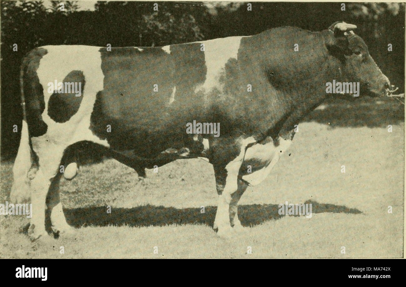 Sire of sires hi-res stock photography and images - Alamy