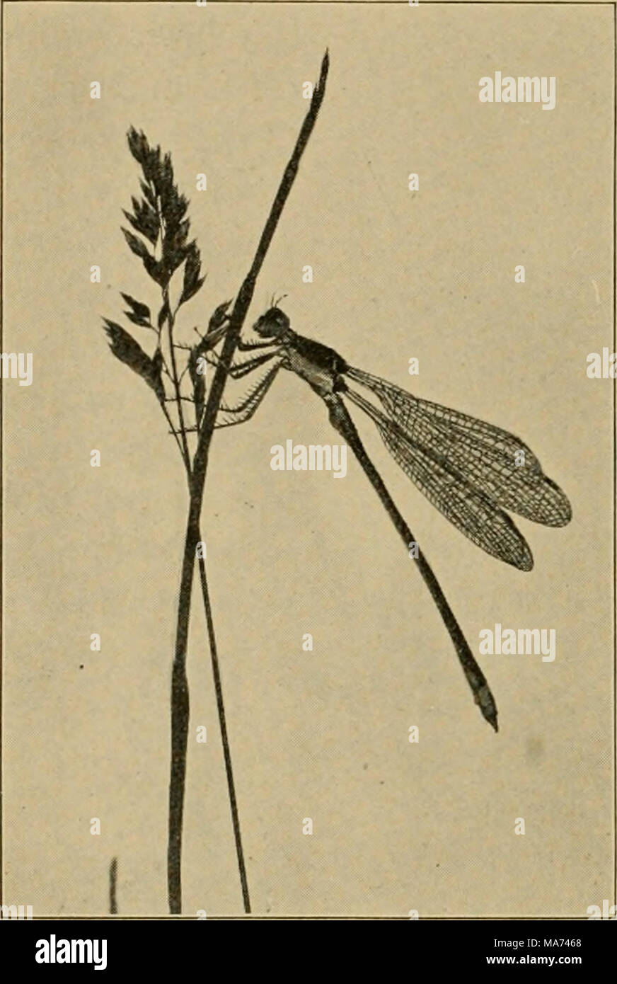 . Elementary entomology . Fig. 126. A damsel-fly (Lesies tuicata Kirby ...