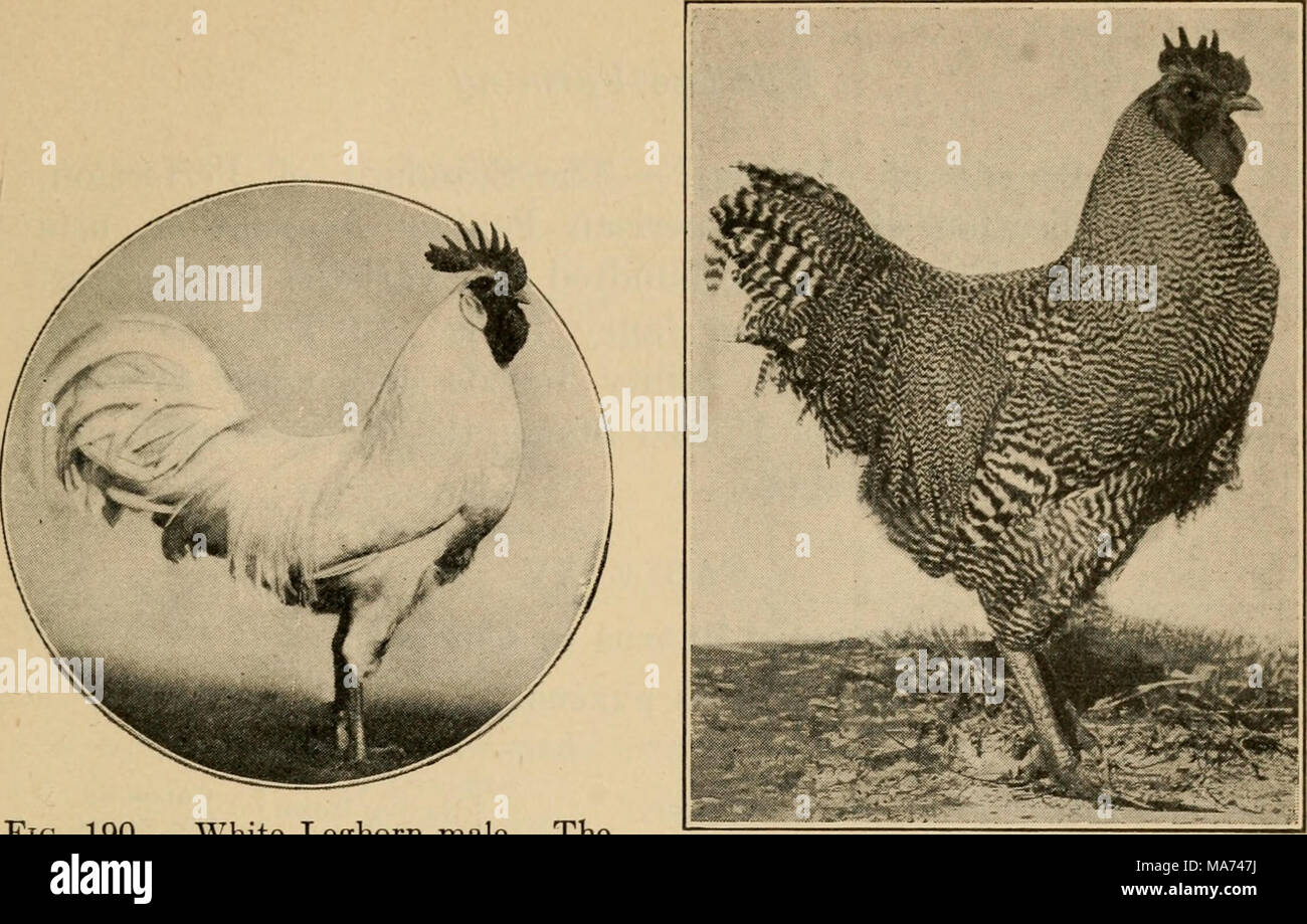 White leghorn hens hi-res stock photography and images - Alamy