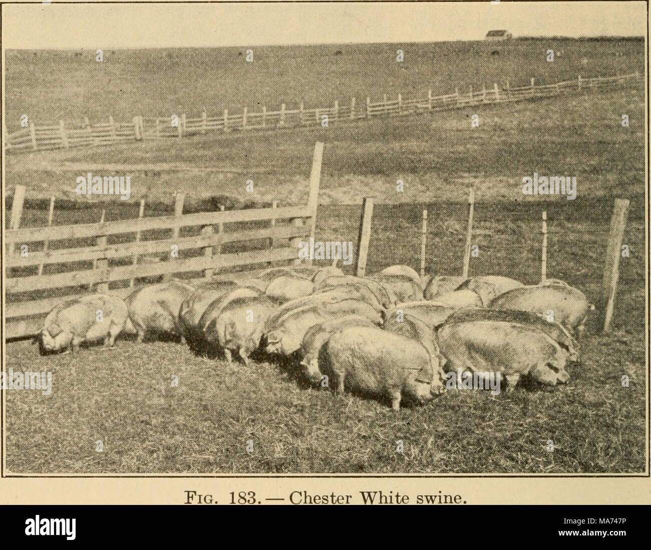 Slightly firm whites hi-res stock photography and images - Alamy