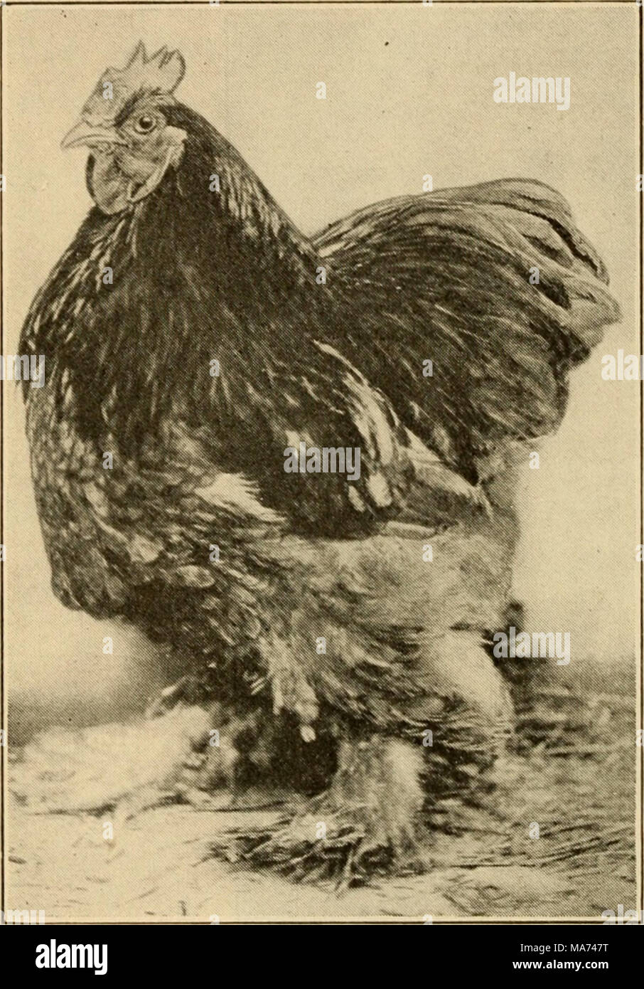 . Effective farming; a text-book for American schools . Fig. 189 ...