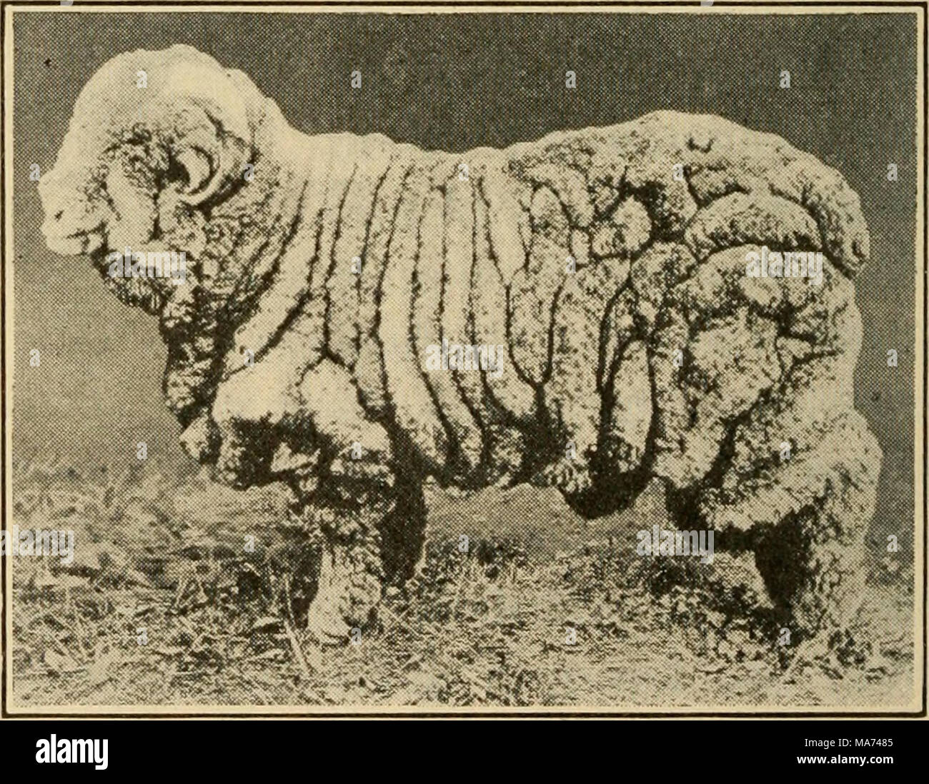 American merino ram hi-res stock photography and images - Alamy
