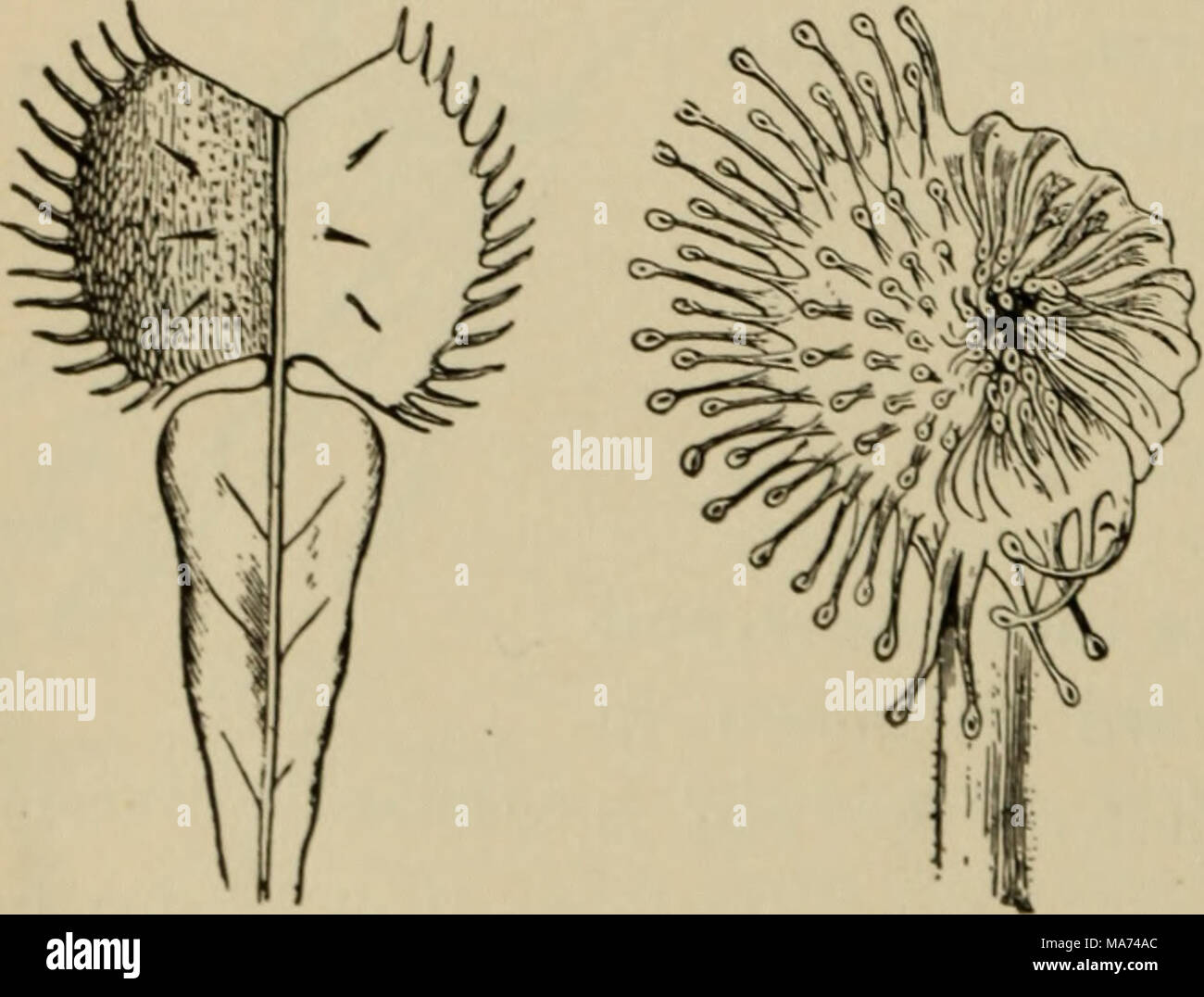 Venus Fly Trap Drawing With Roots