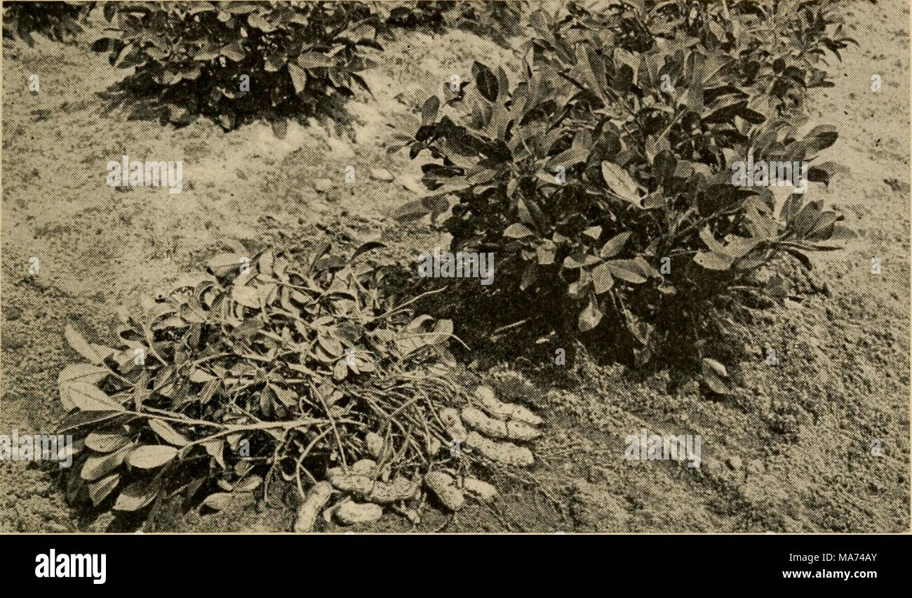 Peanut farming techniques hi-res stock photography and images - Alamy