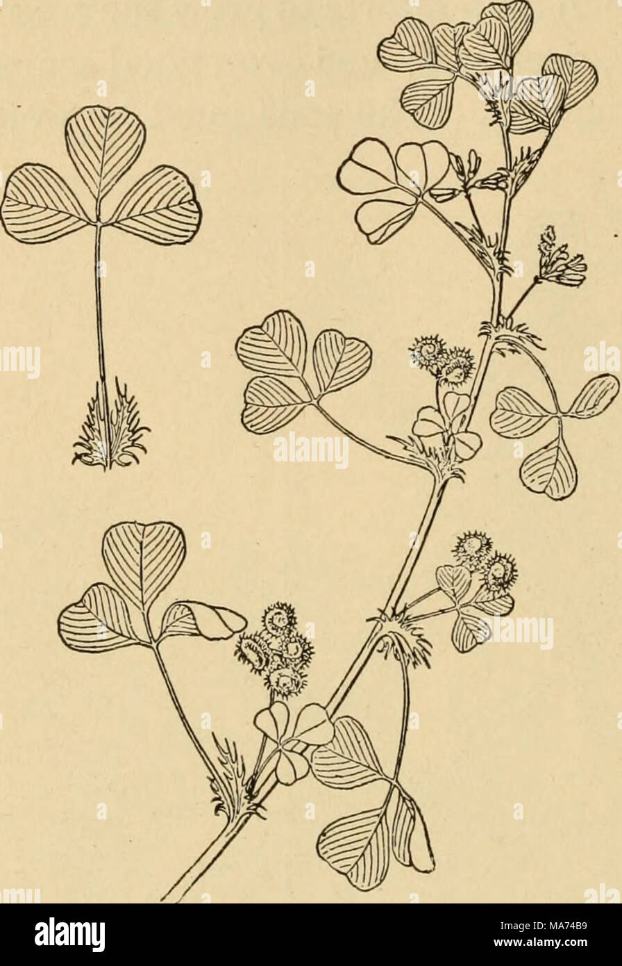 Toothed bur clover hi-res stock photography and images - Alamy