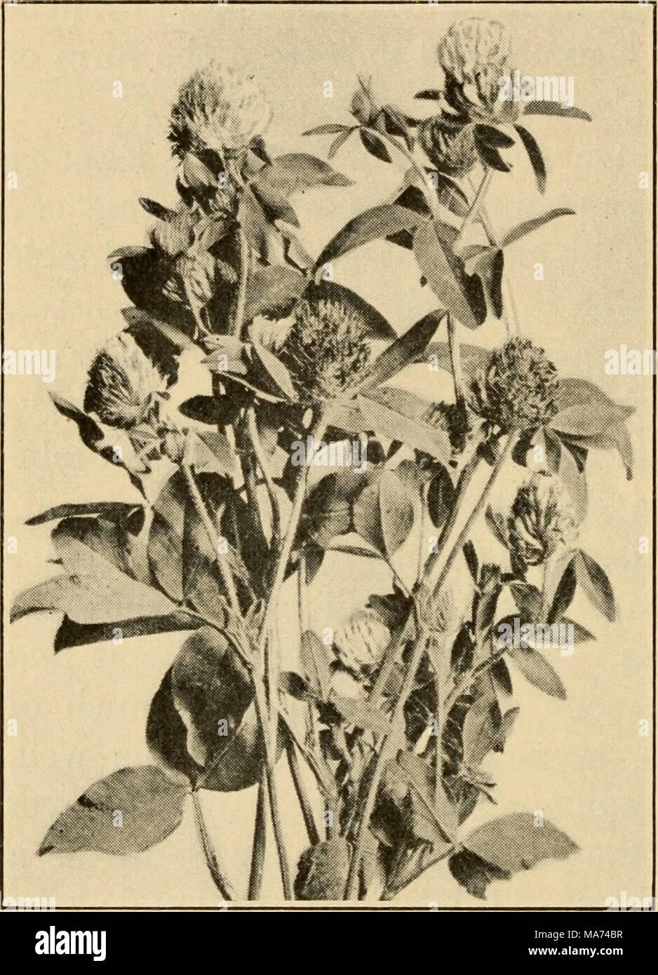 . Effective farming; a text-book for American schools . Fig. 77. — Red ...