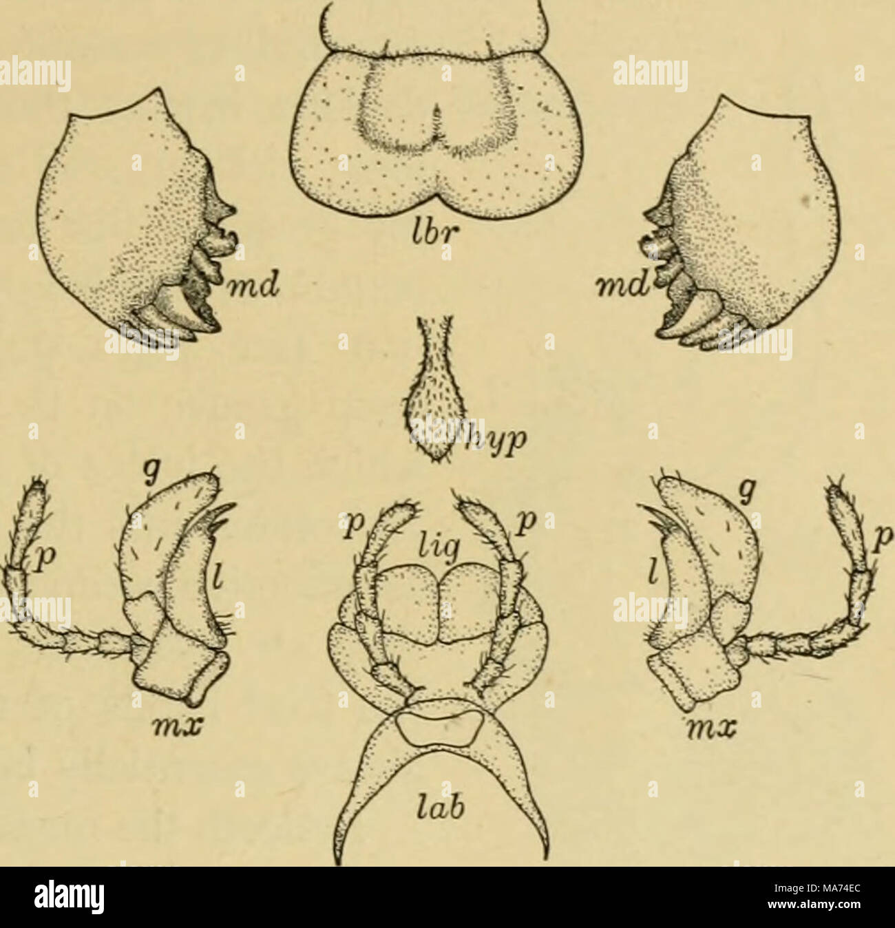. Elementary entomology . Fig. II. Mouth-parts of grasshopper, typical ...