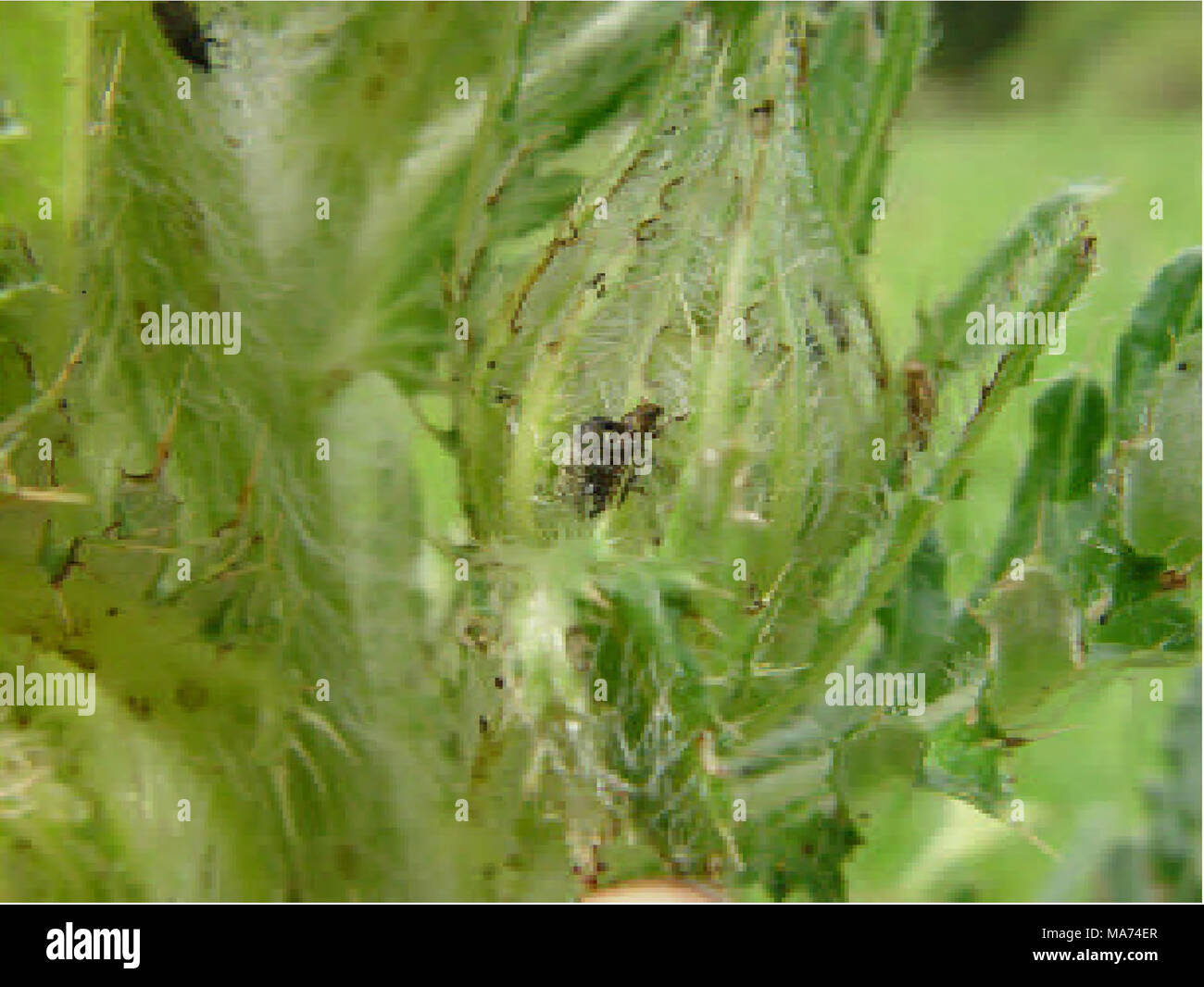 Bank thistles hi-res stock photography and images - Alamy