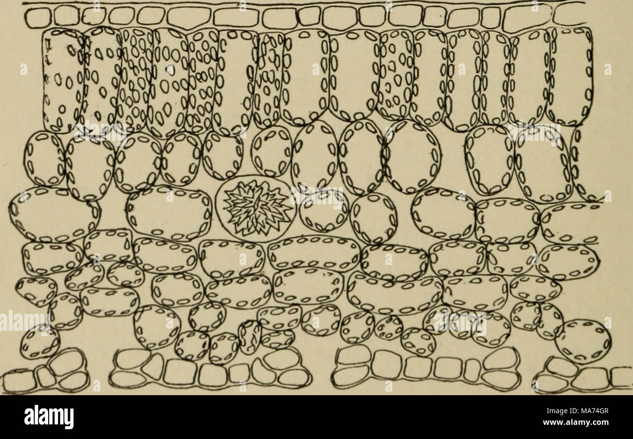 Palisade cells hi-res stock photography and images - Alamy