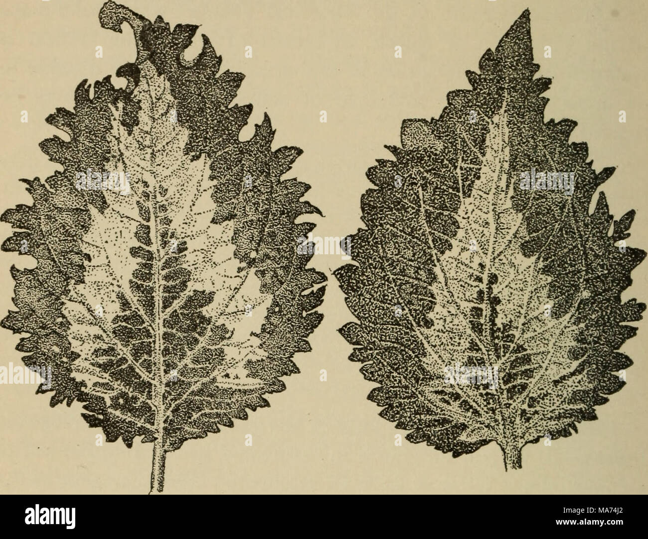 Leaf starch test hi-res stock photography and images - Alamy