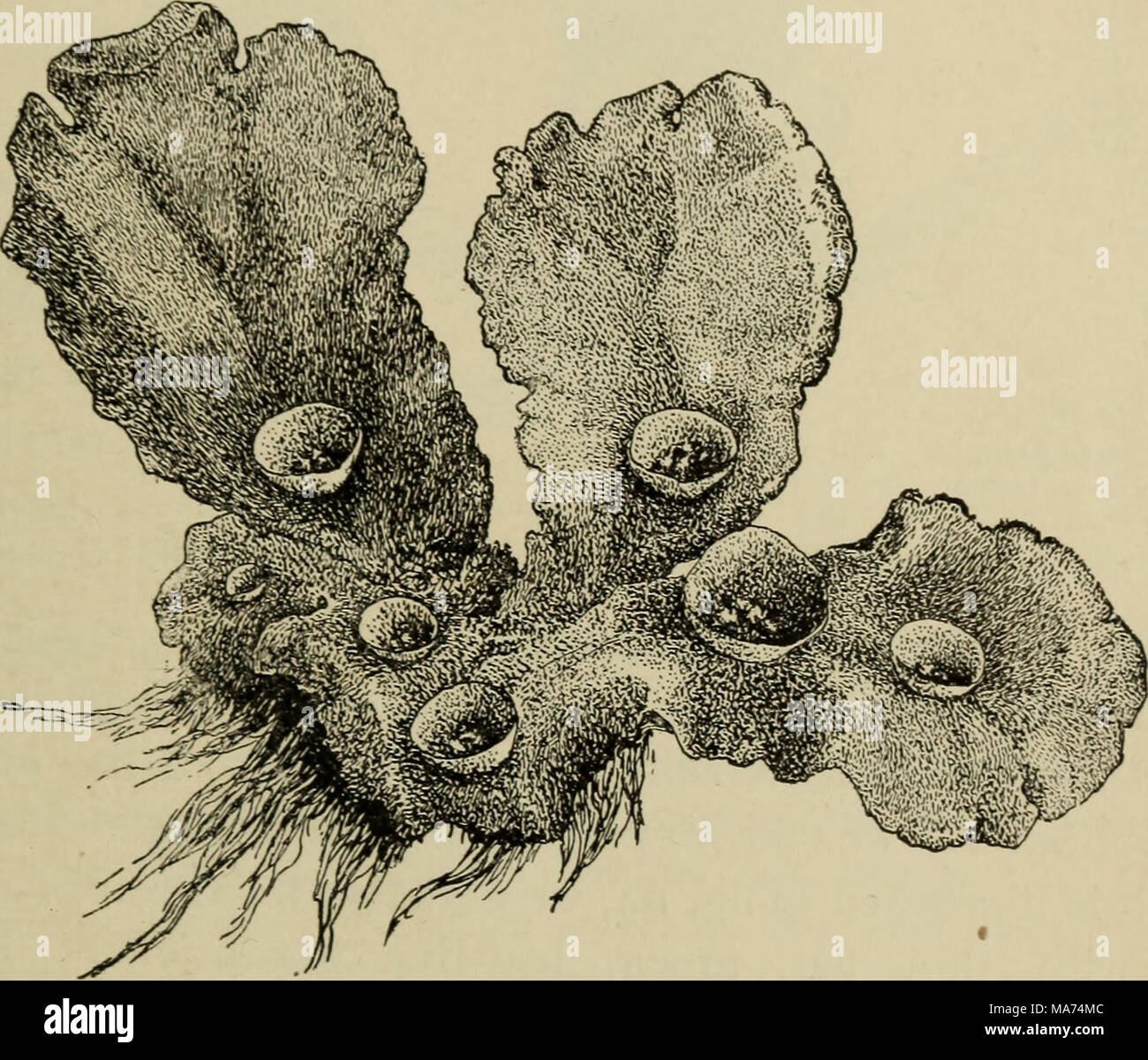 Marchantia rhizoids hi-res stock photography and images - Alamy