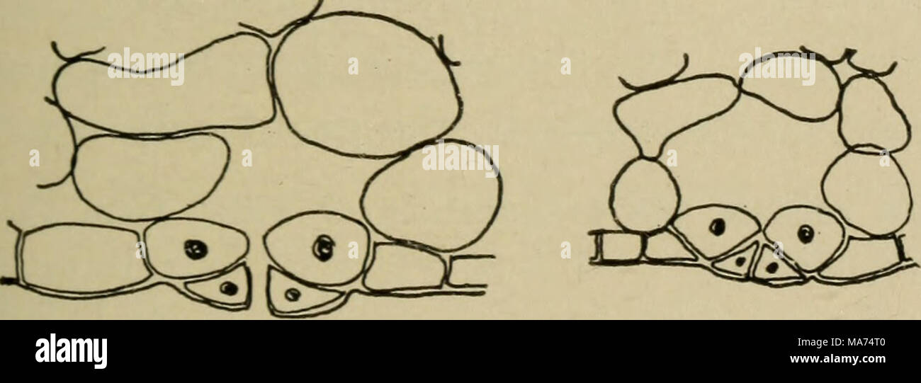 . Elementary botany . Fig. 34- Stoma open. Figs. 34, 35.—Section ...