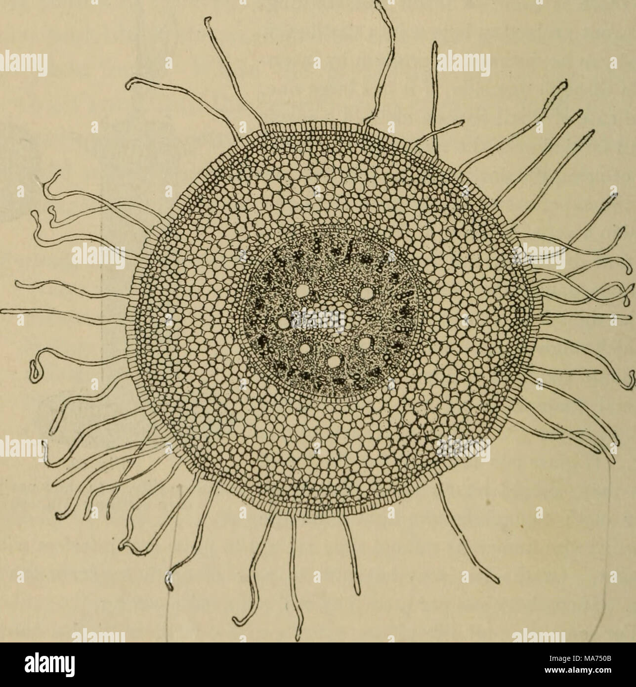 Rhizoids hi-res stock photography and images - Alamy