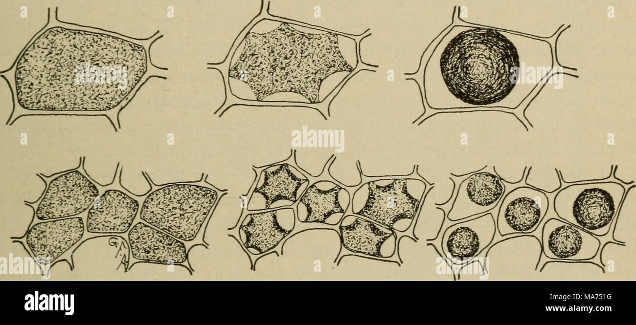 . Elementary botany . Fig. 25. Later stage ot the same. Fig. 23. Fig ...