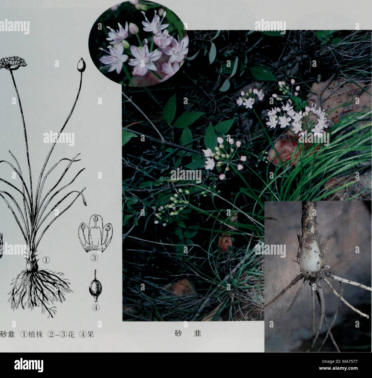 . e er duo si zhi wu zhi . 1047 Stock Photo - Alamy