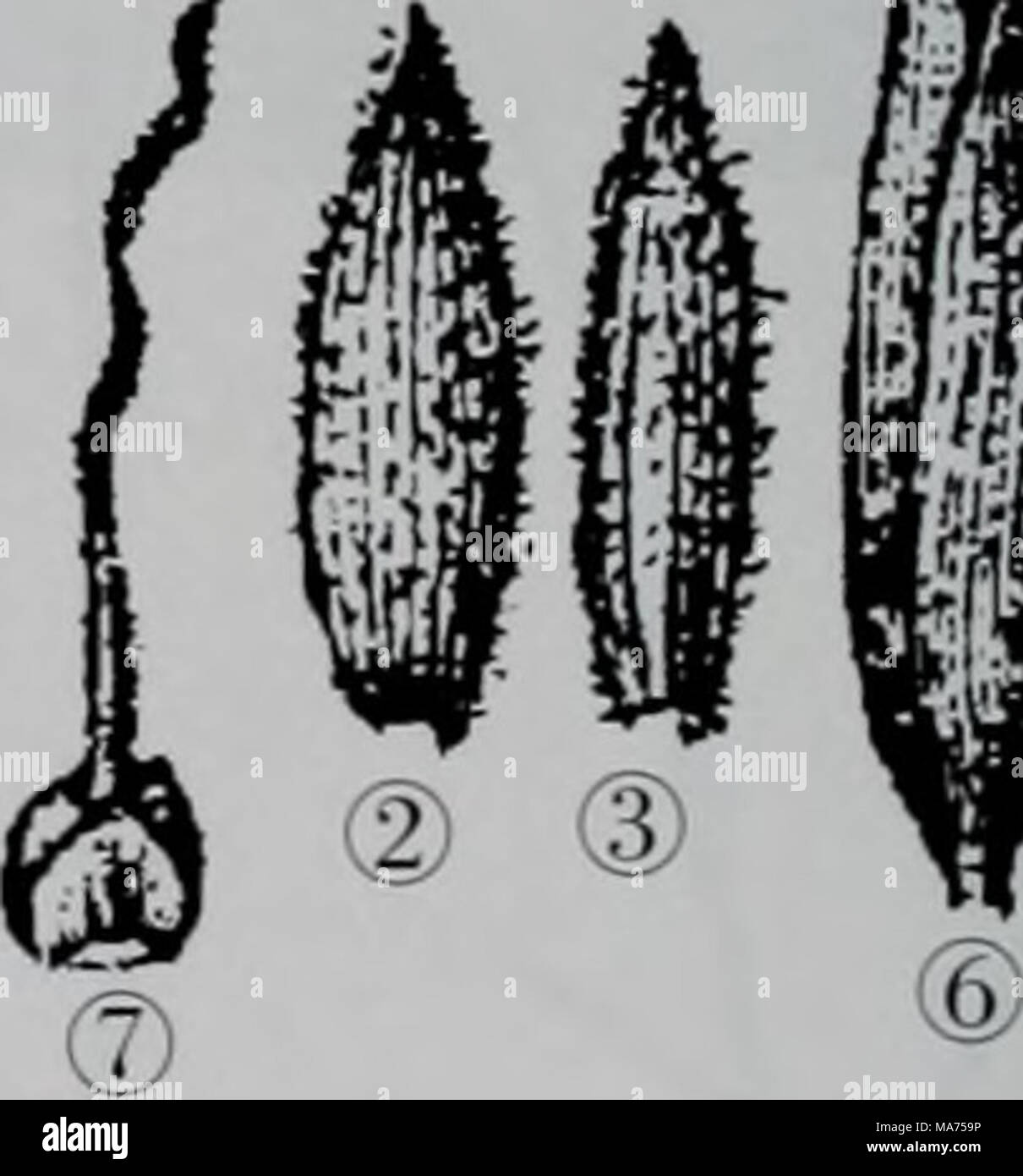 . e er duo si zhi wu zhi . .^Bwâ£ 1002 Stock Photo - Alamy
