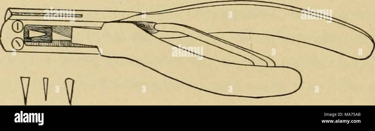 . Elementary entomology . Fig. 485. Point punch Stock Photo - Alamy