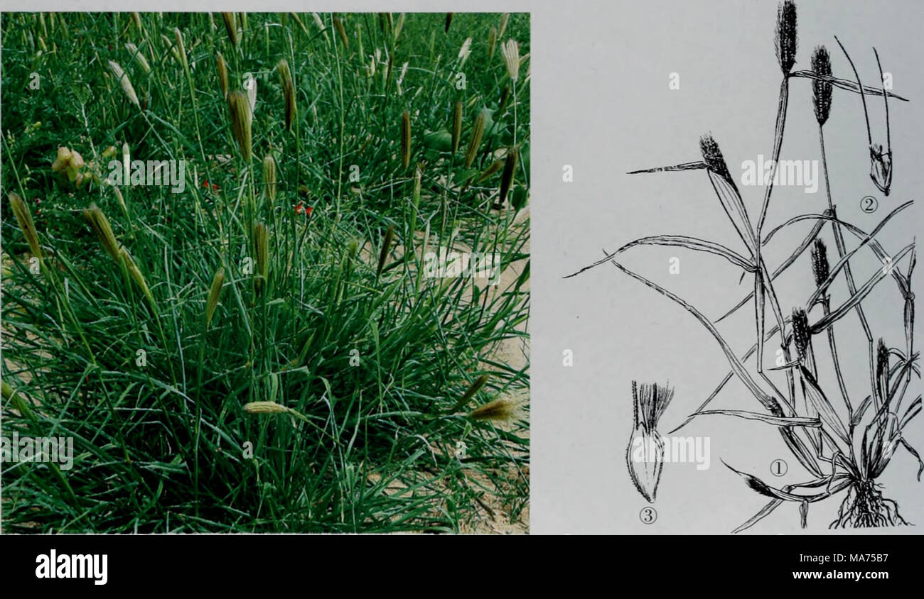 . e er duo si zhi wu zhi . èå°¾è èå°¾èâ æ¤æ ªâ¡å°ç©â¢å°è± 978 Stock ...