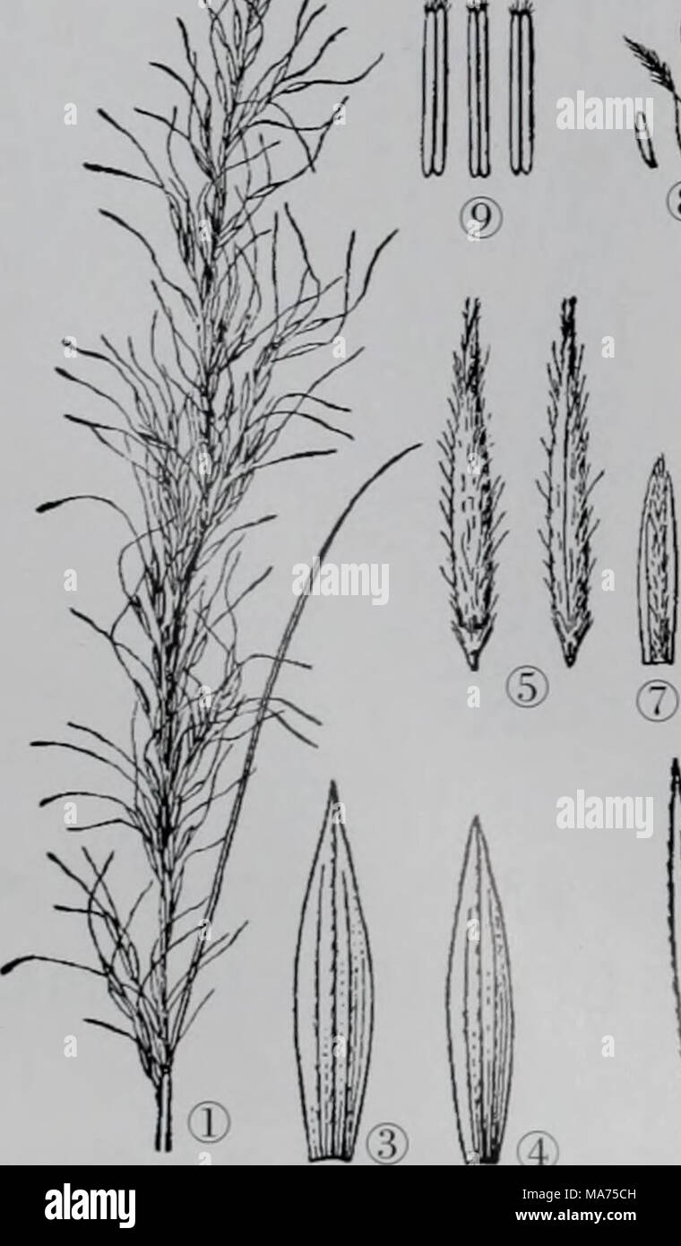 . e er duo si zhi wu zhi . 962 Stock Photo - Alamy