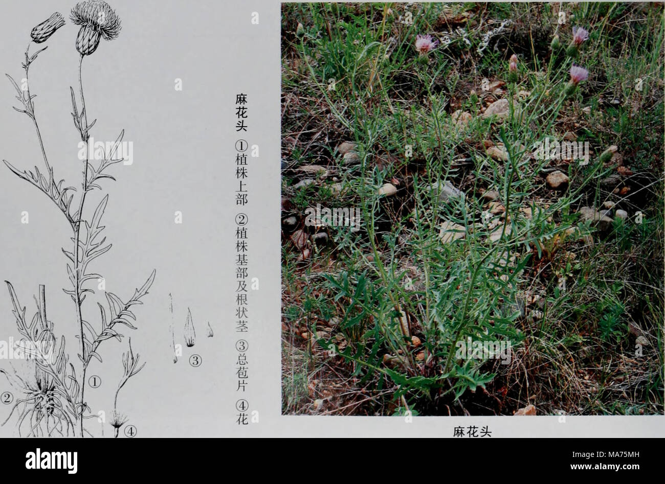 . e er duo si zhi wu zhi . 850 Stock Photo - Alamy