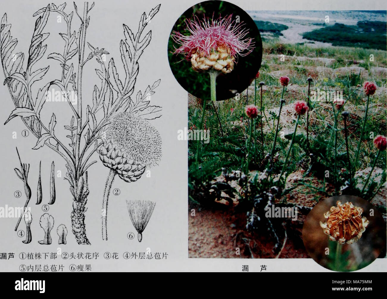 . e er duo si zhi wu zhi Stock Photo - Alamy