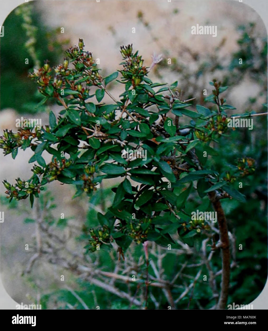 . e er duo si zhi wu zhi Stock Photo - Alamy