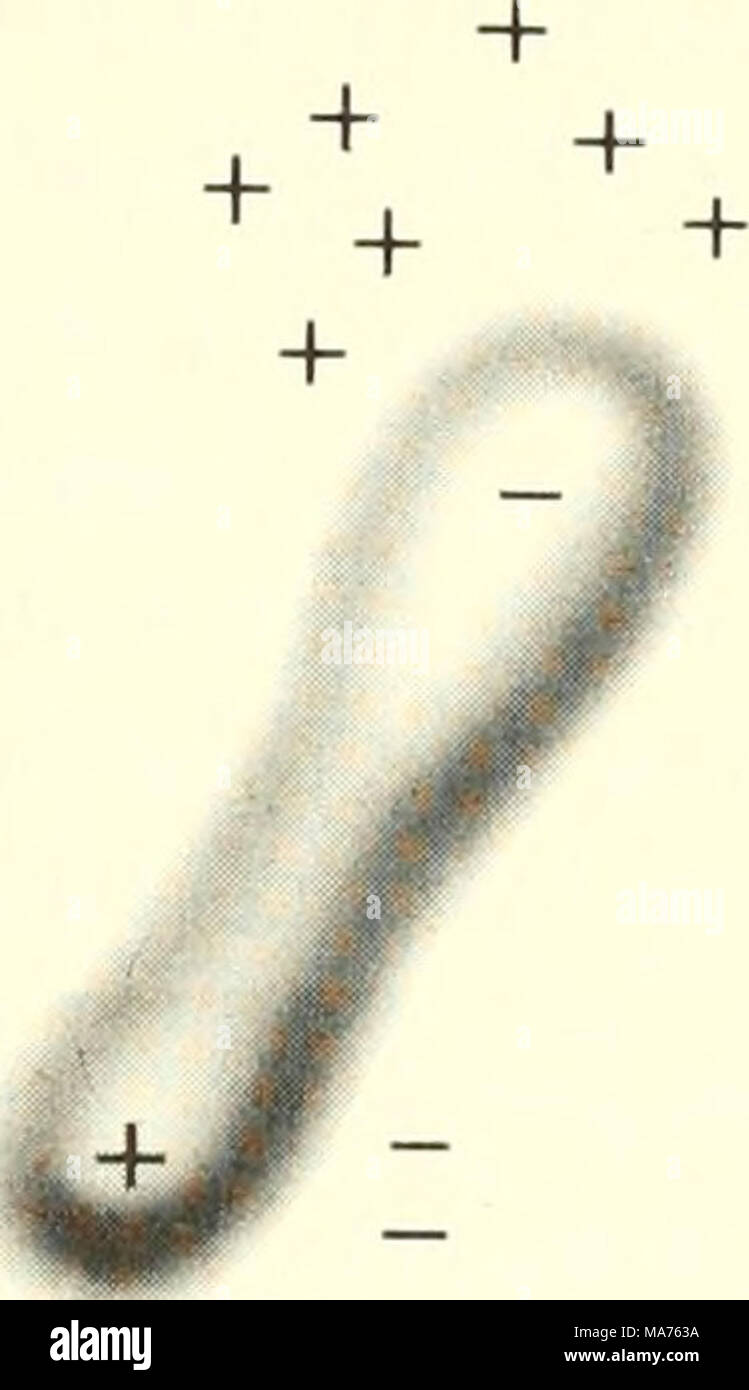 Sycophantic hi-res stock photography and images - Alamy