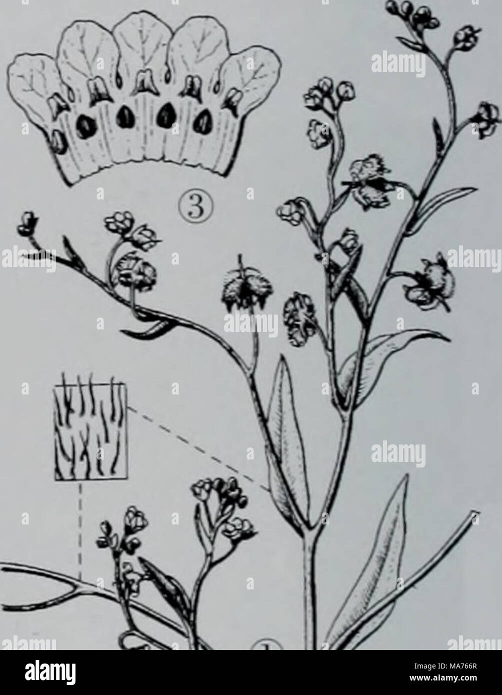 . e er duo si zhi wu zhi Stock Photo - Alamy